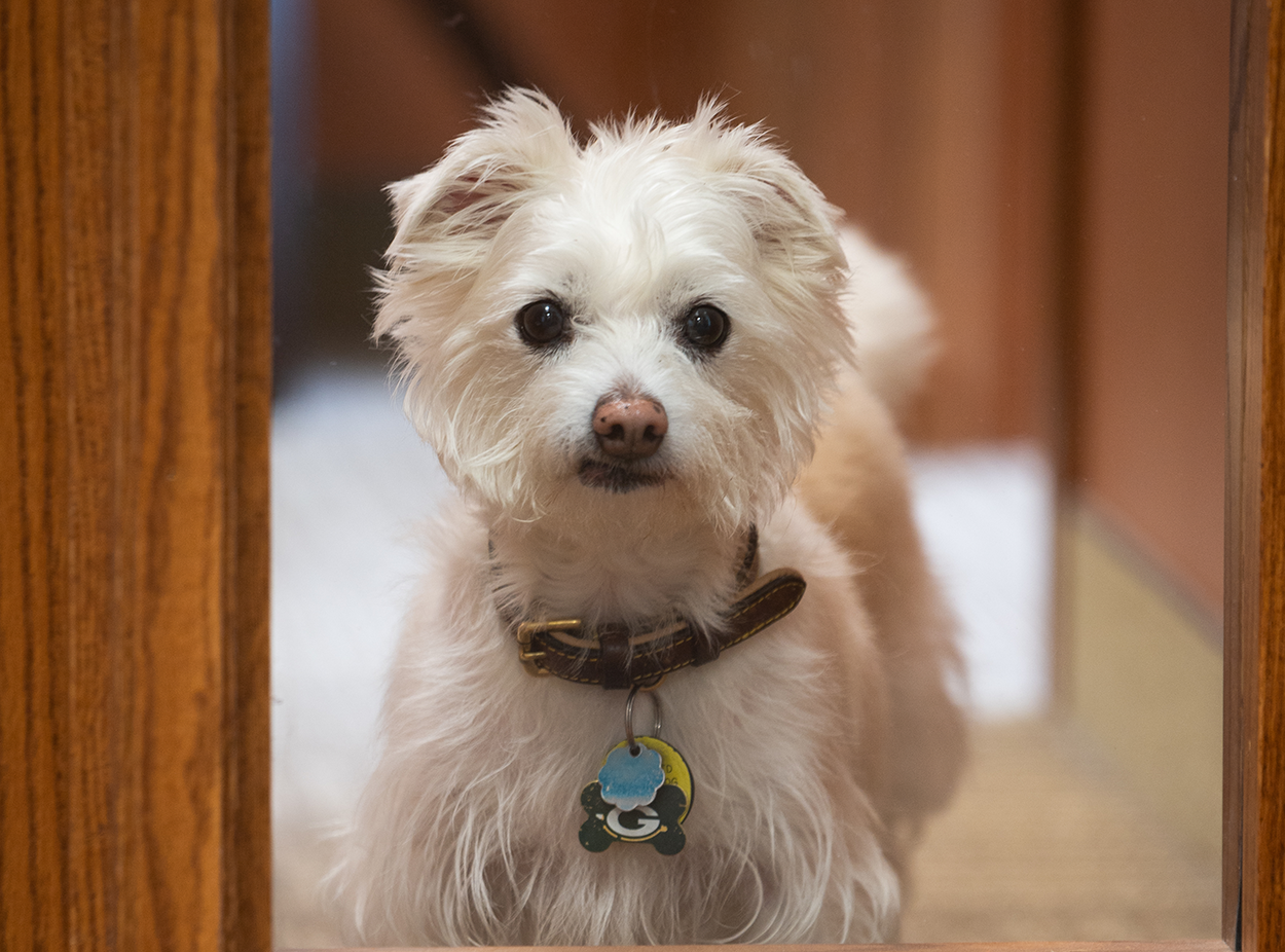 Deuce the Therapy Dog - Macaulay Law Offices, LTD